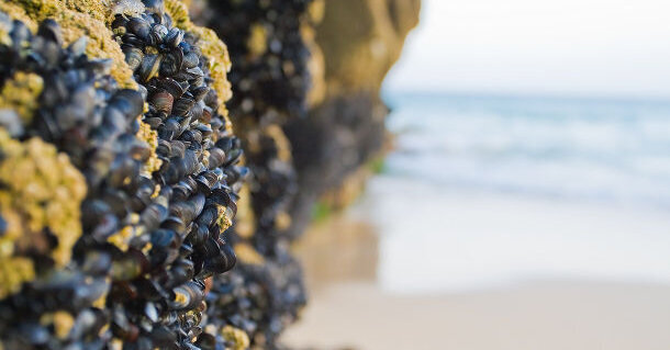Dental News - Mussel-inspired substance may remineralise sensitive teeth