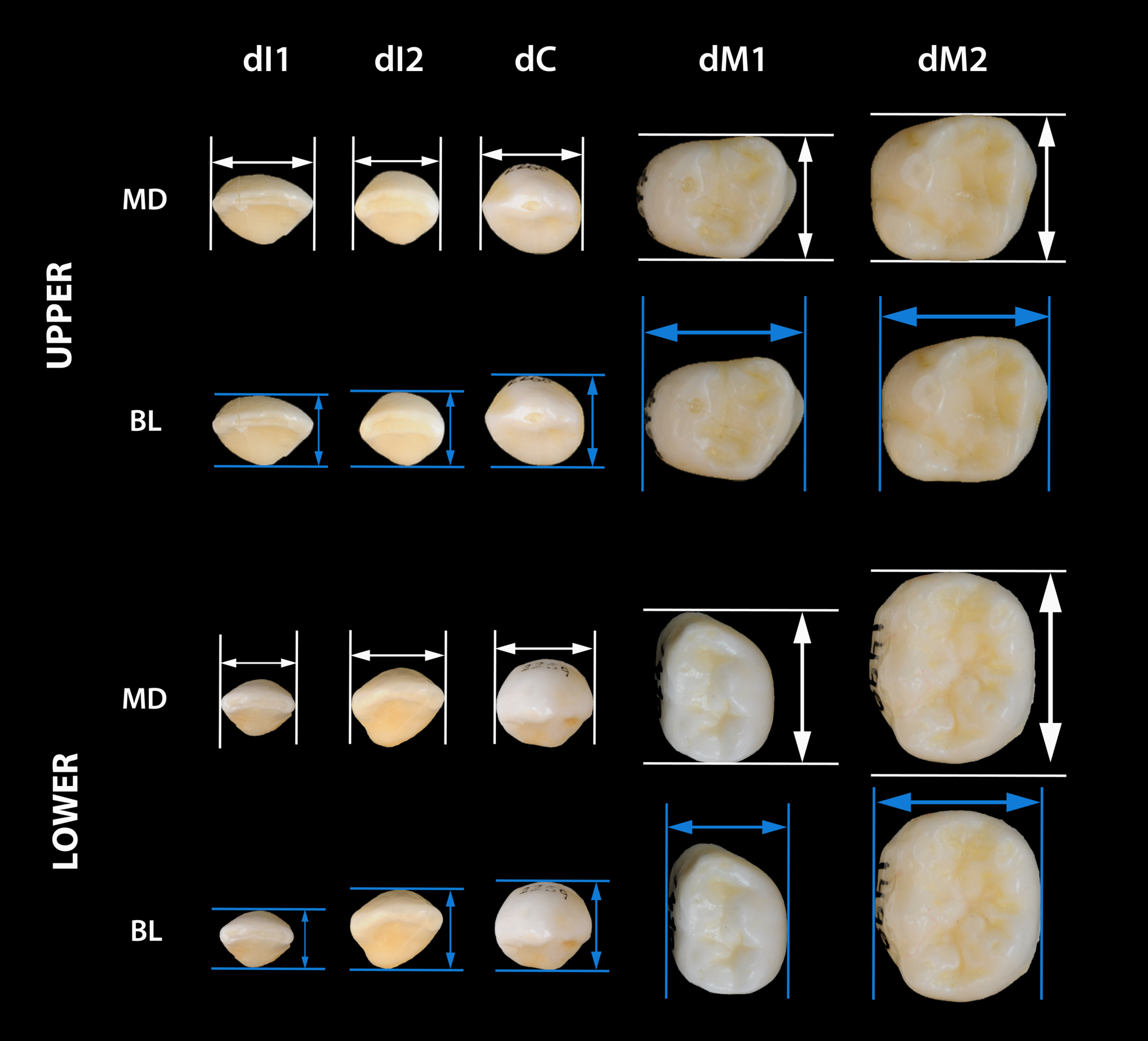 CENIEH releases Spain’s largest open primary-teeth dataset
